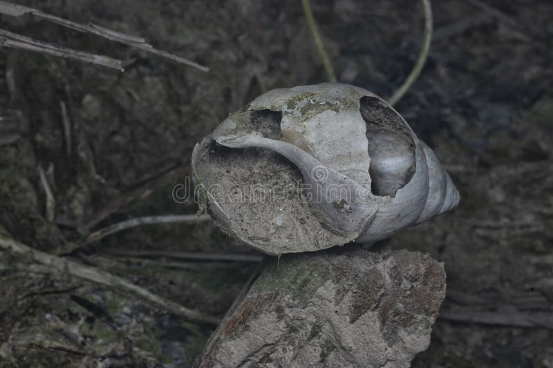 Empty Shell of the Dead Garden Snail on the Dirty Ground Stock Image ...