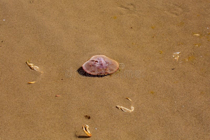 Empty Shell of a Dungeness Crab Sits on the Beach Stock Photo - Image ...