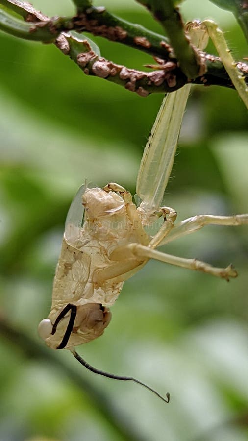 Empty Shell the Ghost of a Molted Grasshopper Stock Photo - Image of ...