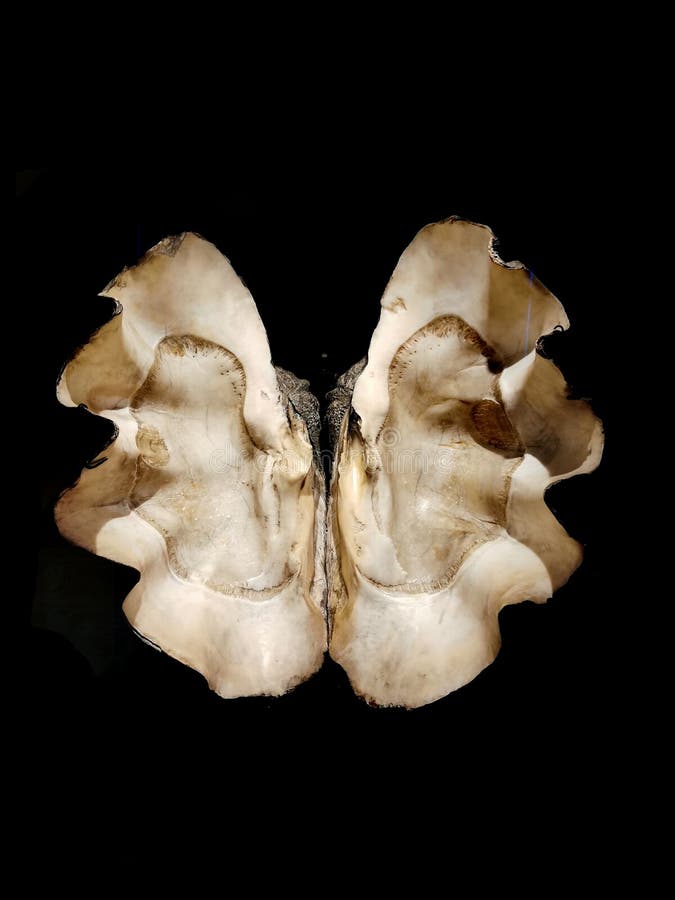 Empty shell of giant stock photo. Image of pattern, shape - 281536502