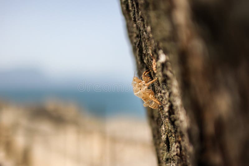 Empty Shell of Insect in Italy Stock Photo - Image of molting, nature ...