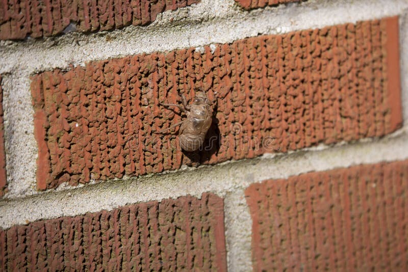 Empty insect carcass stock image. Image of repeat, exoskeleton - 109799293