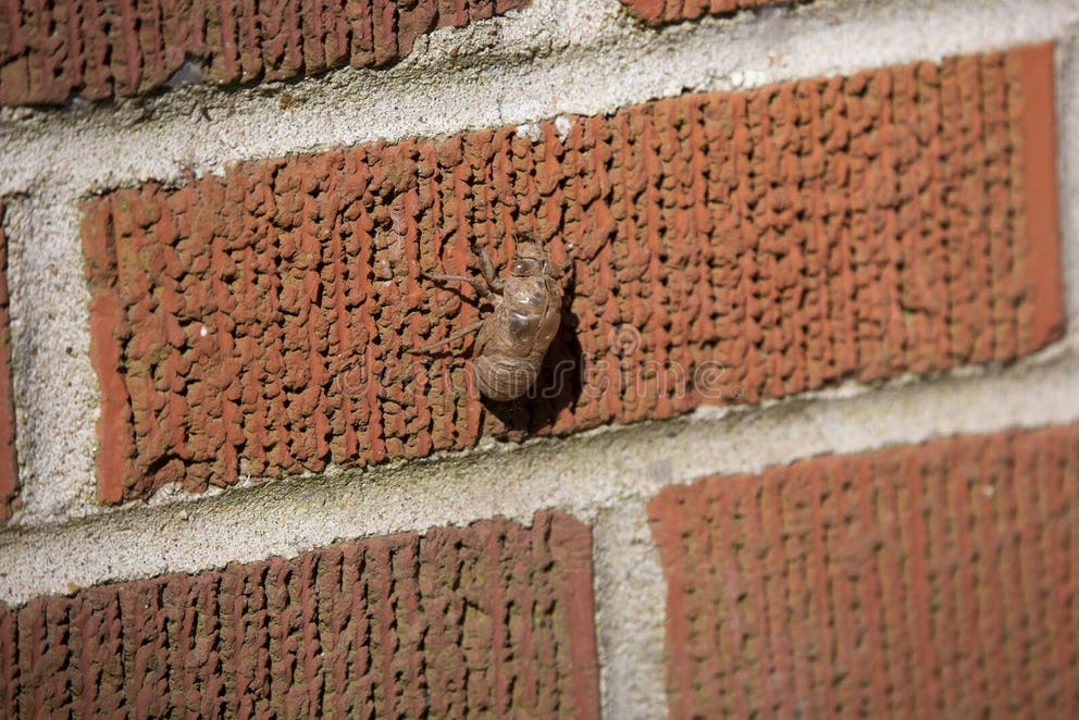 Empty Shell stock photo. Image of brickwork, ecological - 213928704