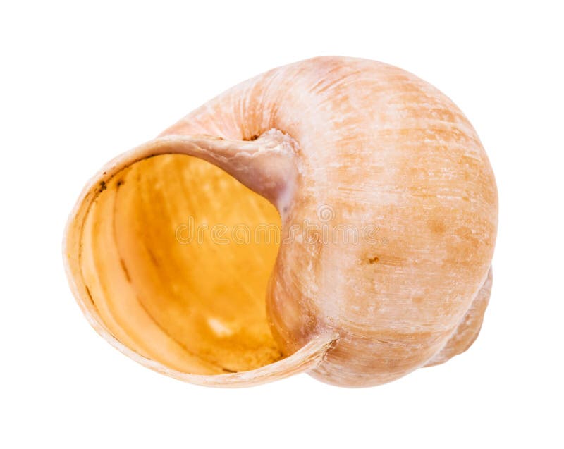 Empty Shell of Land Snail Isolated on White Stock Image - Image of ...