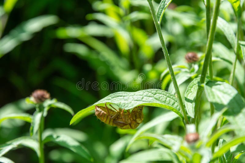 An Empty Shell Left by a 17-year Cicada is Attached To a Leaf of a ...