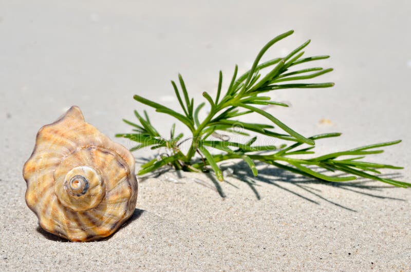 Sea Shell of desert stock image. Image of beach, desert - 147249281