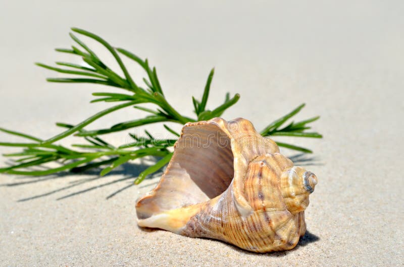 Sea Shell of desert stock image. Image of beach, desert - 147249281