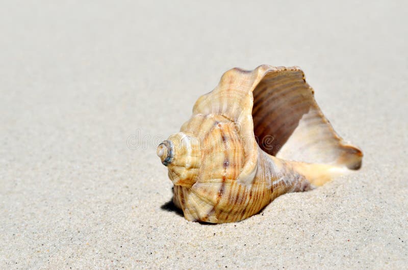 An Empty Shell Lying on the Sand in the Desert Stock Image - Image of ...