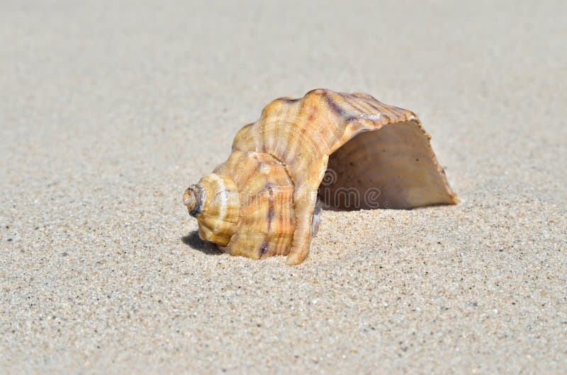 An Empty Shell Lying on the Sand in the Desert Stock Image - Image of ...