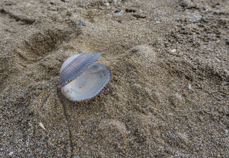 Empty shell on the moss stock image. Image of pattern - 143626203