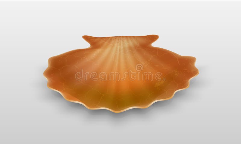 Empty shell stock vector. Illustration of element, pink - 41387942