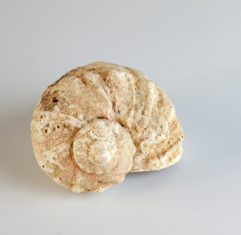 Empty Shell from Rapana Venosa on White Background Stock Photo - Image ...