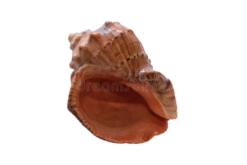 Empty Shell from Rapana Venosa on White Background. Stock Photo - Image ...