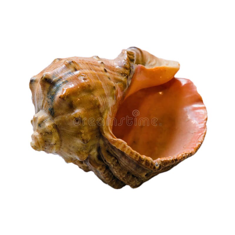 Empty Shell from Rapana Venosa on White Background. Stock Photo - Image ...