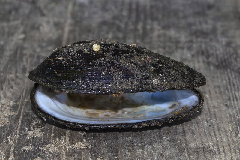 Closeup an empty old shell stock photo. Image of nature - 149750578