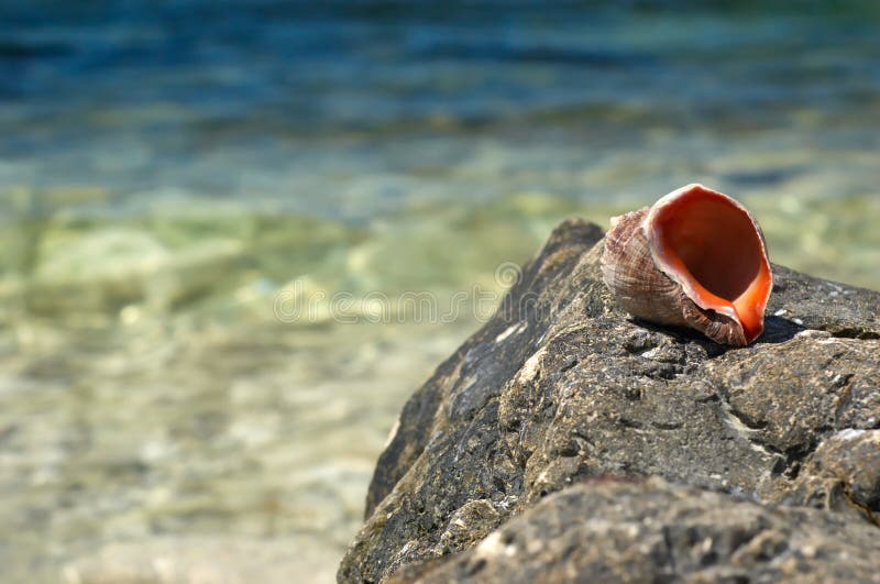 Empty shell on sea rock stock image. Image of water, climate - 3073697