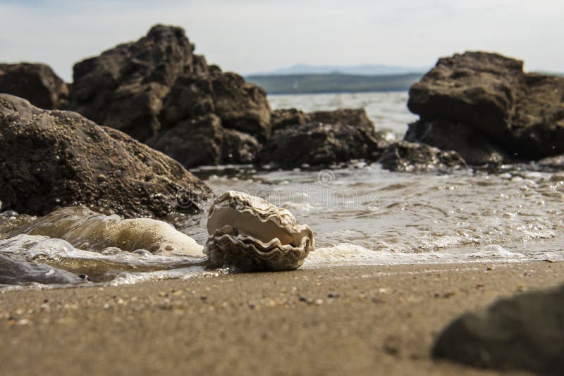 Empty shell on the shore stock image. Image of waves - 255725315