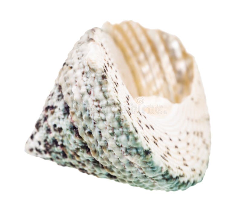 Empty Shell of Whelk Mollusc Isolated on White Stock Photo - Image of ...
