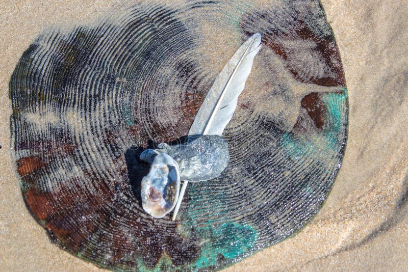 Seashells and a Feather on a Piling at Rehoboth Beach Delaware. Stock ...