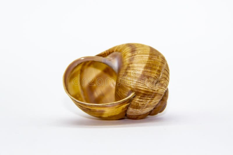 The Shell of the Sea Snail Against the Background of Sand and Blue Sea ...