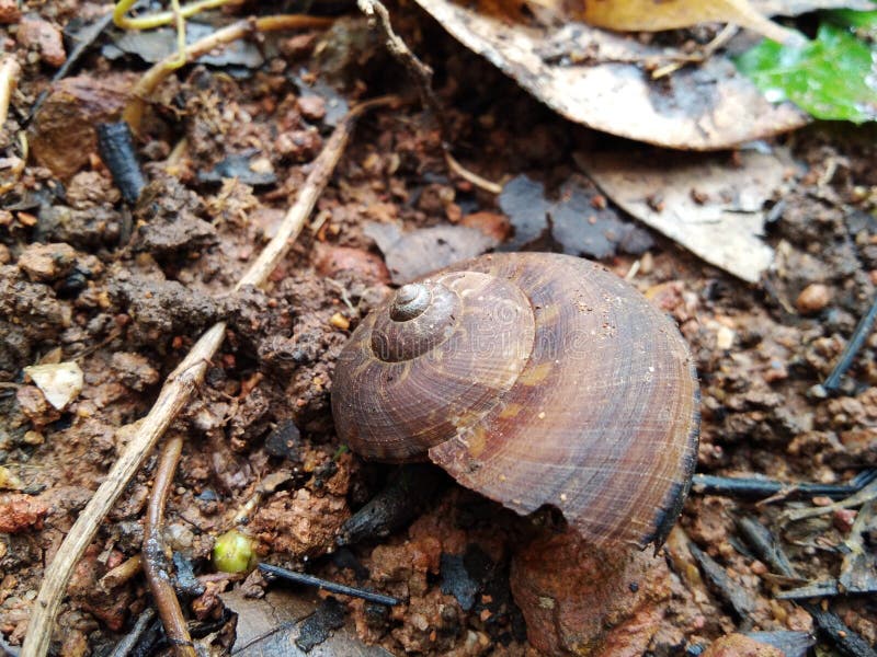 Snail shell stock photo. Image of soil, snail, shell - 100890332