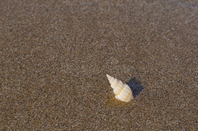 An Empty Shell on the Wet Clean Sand of the Beach Stock Image - Image ...