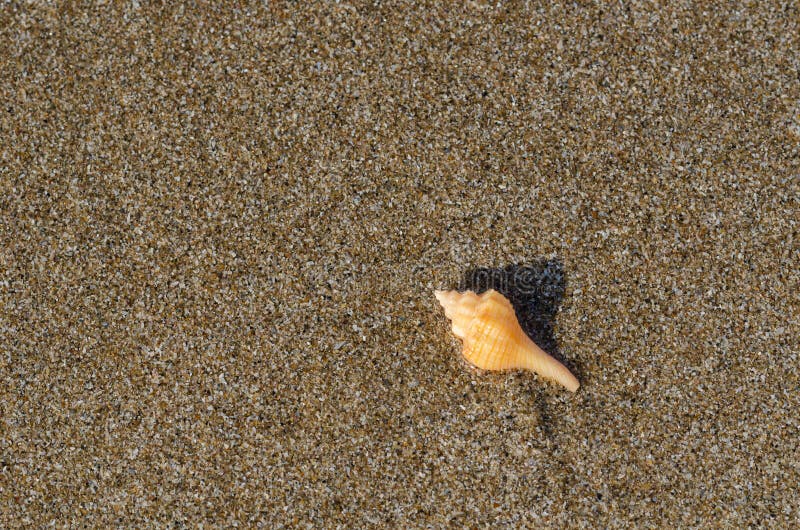 An Empty Shell on the Wet Clean Sand of the Beach Stock Photo - Image ...