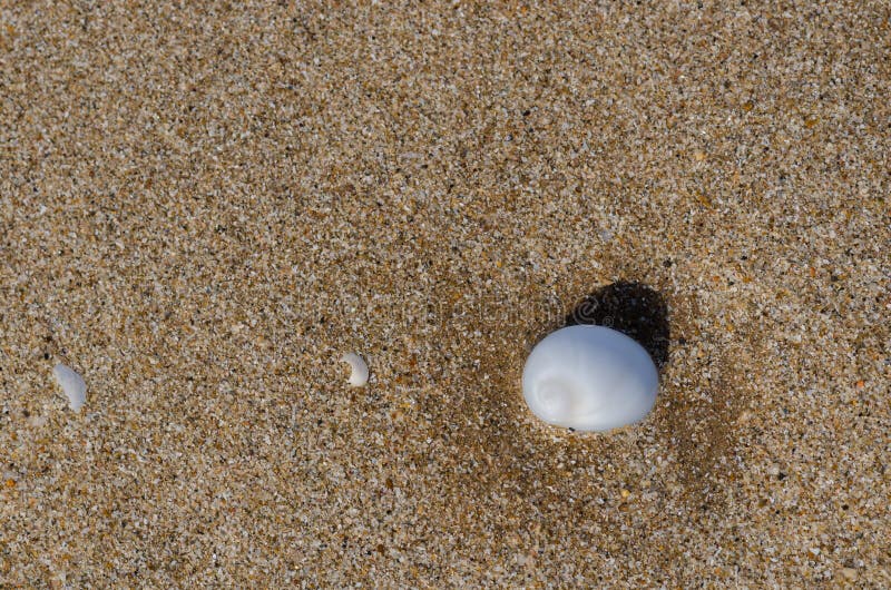 An Empty Shell on the Wet Clean Sand of the Beach Stock Image - Image ...