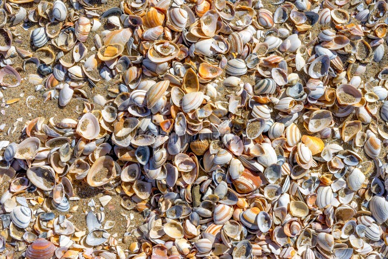 Empty Shells on the Beach Background #1 Stock Image - Image of natural ...