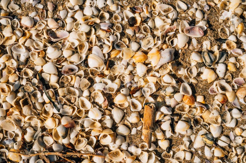 Empty Shells on the Beach Brought by the Tide Stock Photo - Image of ...