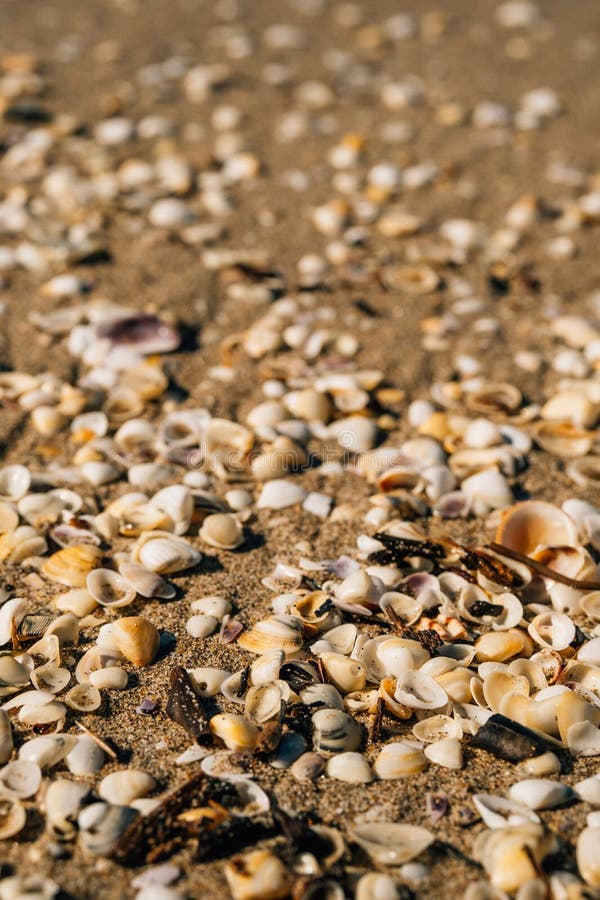 Empty Shells on the Beach Brought by the Tide Stock Photo - Image of ...