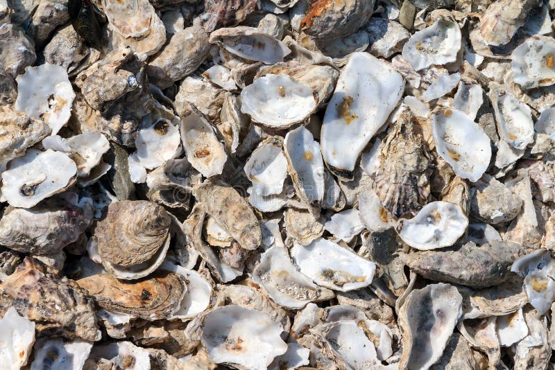 Empty Oyster Shells On Beach Stock Image - Image of piles, gulf: 14893105