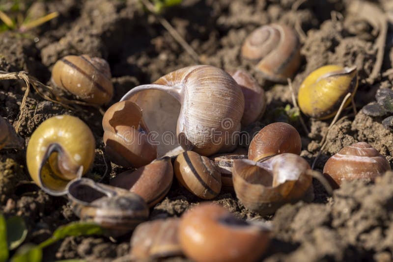 1,005 Garden Snails Shells Stock Photos - Free & Royalty-Free Stock ...