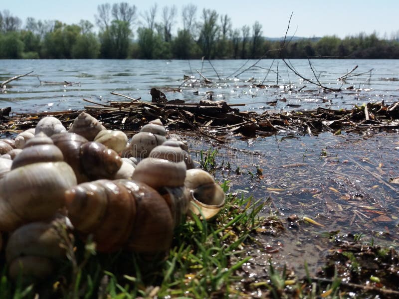Shells of river snails stock image. Image of bank, shells - 114076751