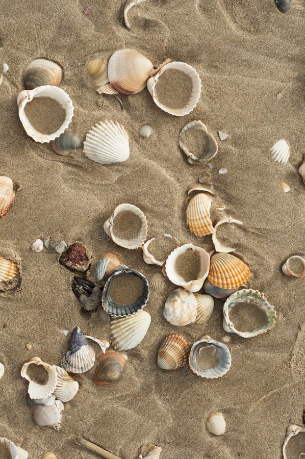 Empty shells on sand stock photo. Image of sand, closeup - 110359680