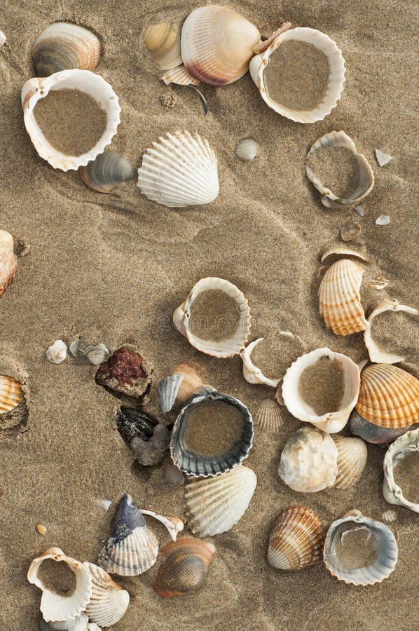 Empty shells on sand stock image. Image of sand, natural - 110359787