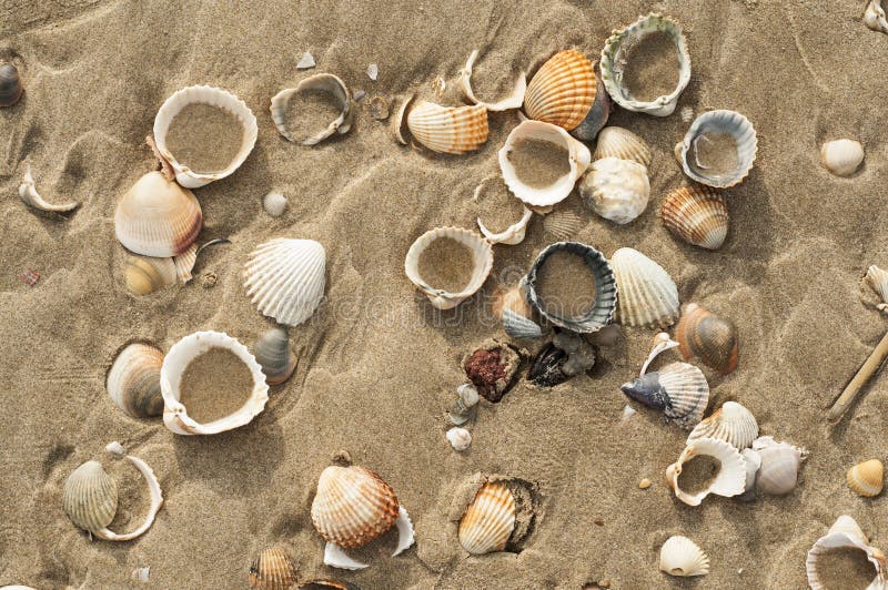 Empty shells on sand stock image. Image of sand, shell - 110359919