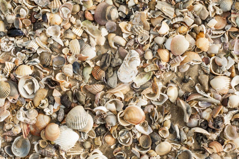 Empty shells on sand stock image. Image of color, beach - 110360015