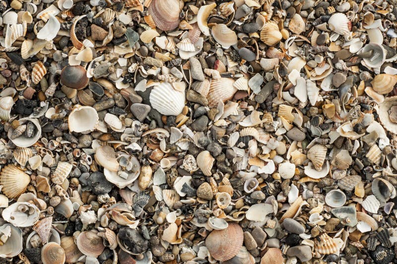 Empty shells on sand stock image. Image of background - 110360091