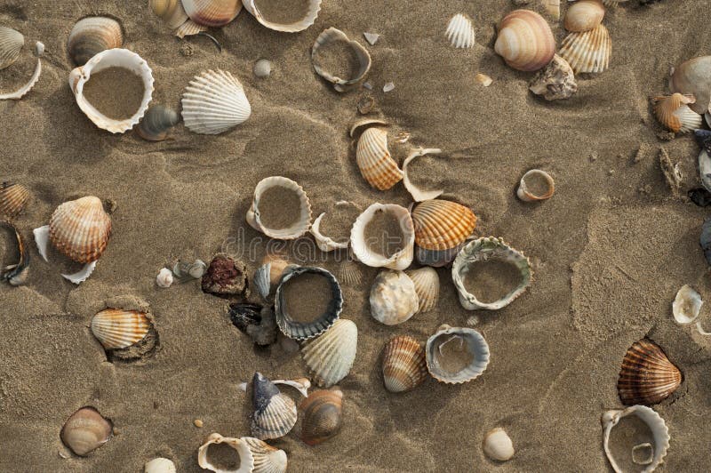 Empty shells on sand stock image. Image of summer, seashell - 110360305