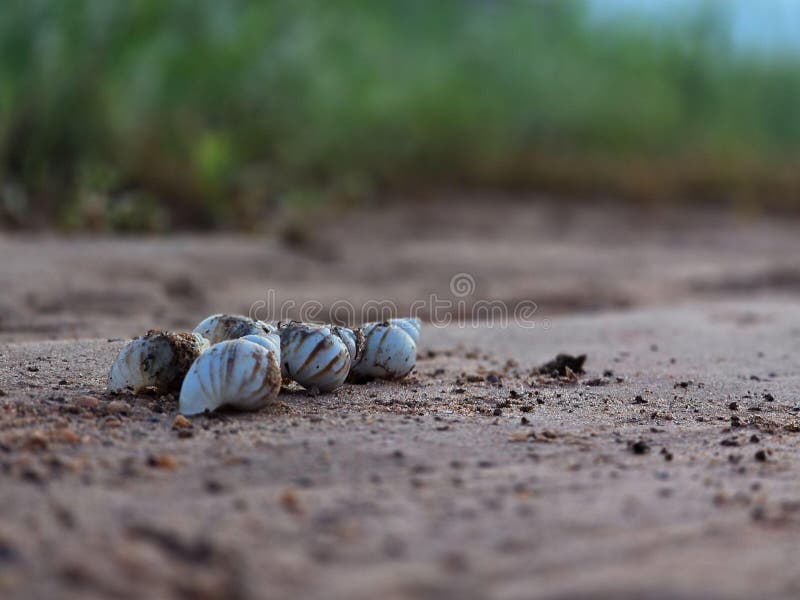 Empty shells in sand stock photo. Image of flora, background - 369857906