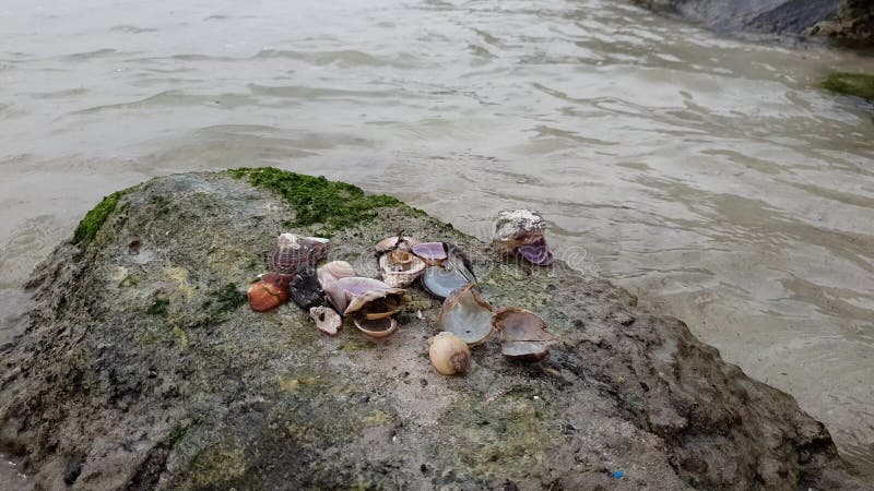 Empty Shells of Sea Shellfish on Rock on Coast of Persian Gulf Stock ...