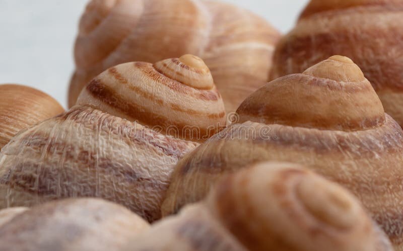 Empty Shells of Snails on a Light Background. Concept of Decorative ...