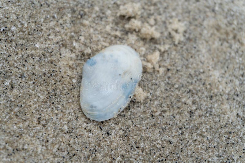 Empty Shells on the White Sandy Beach in the Middle of Nature Stock ...
