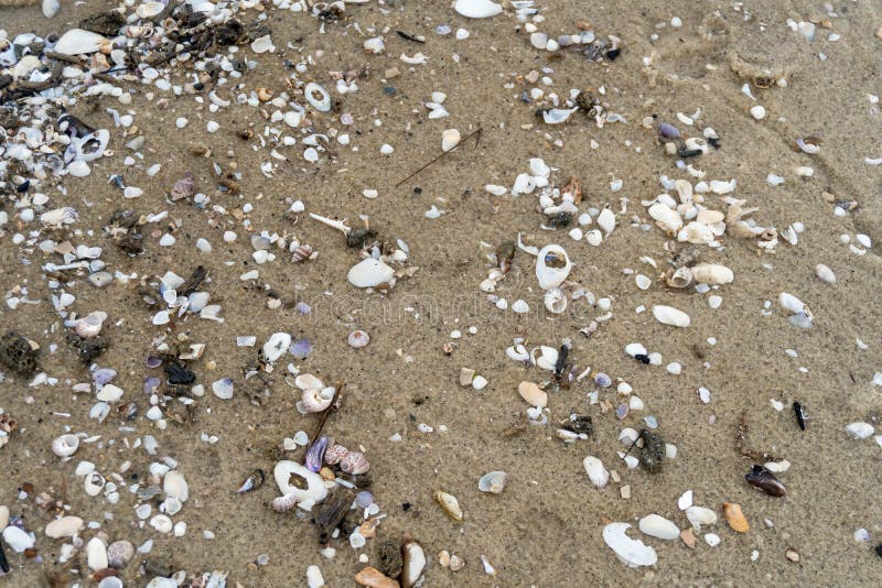Empty Shells on the White Sandy Beach in the Middle of Nature Stock ...