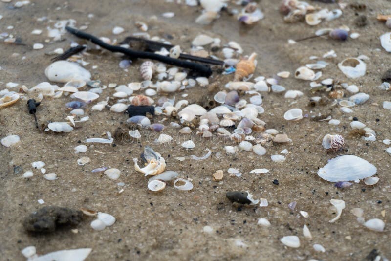 Empty Shells on the White Sandy Beach in the Middle of Nature Stock ...