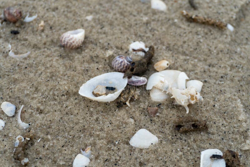 Empty Shells on the White Sandy Beach in the Middle of Nature Stock ...
