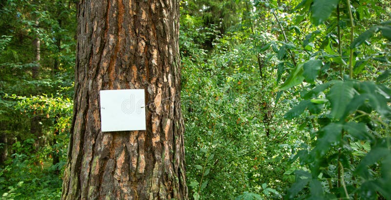 Empty Sign for Advertising on a Tree Stock Image - Image of advertising ...