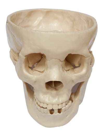 Empty skull stock image. Image of interior, empty, missing - 22655597