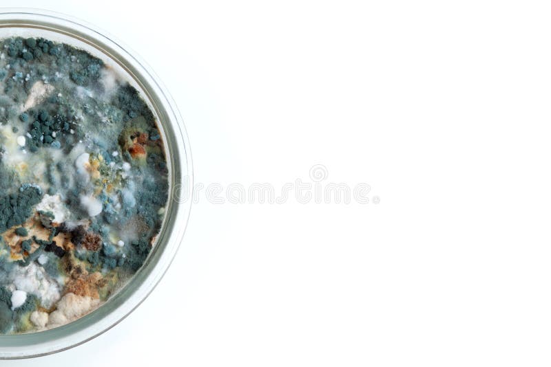 Empty Slide about Mold Growth. Relief, Close-up. Design Element Stock ...